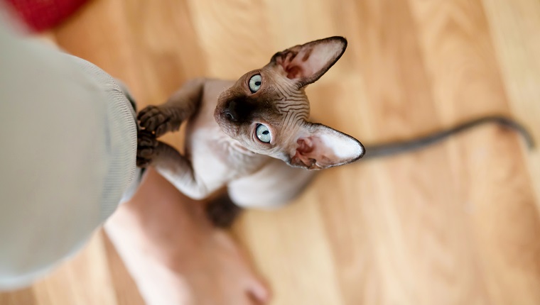 Cat Facts: 6 Fascinating Facts About Hairless Cats - CatTime