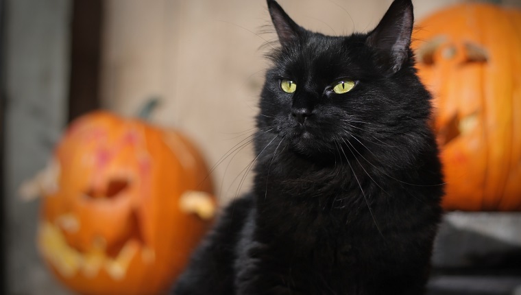 22 Of The Creepiest Cats On Earth: Halloween Edition - CatTime
