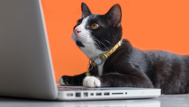 Internet Day: 5 Of The Greatest, Famous, Viral Cats Of All Time - CatTime