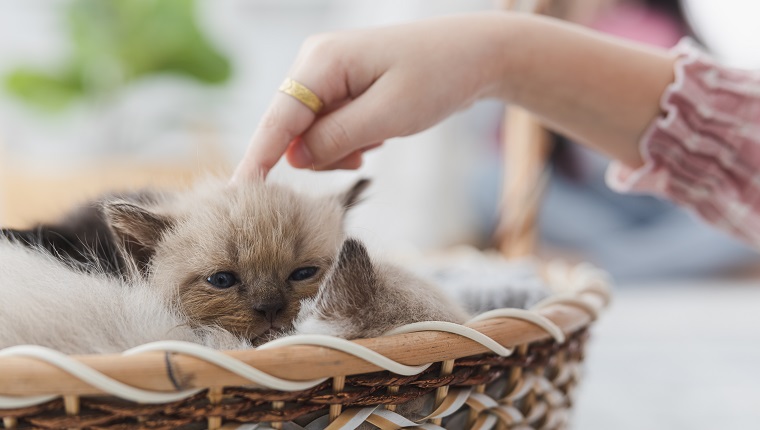 Dear Tabby: My Friend Got A Kitten From A Breeder, & I'm So Mad - CatTime