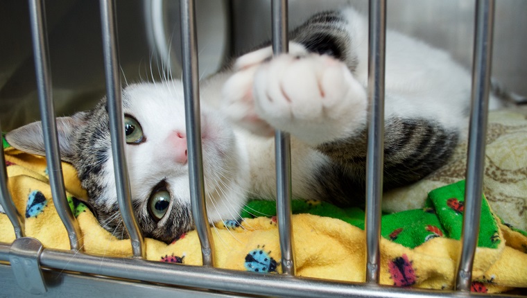 Make A Difference Day: 5 Ways To Help Cats In Your Local Shelter - CatTime