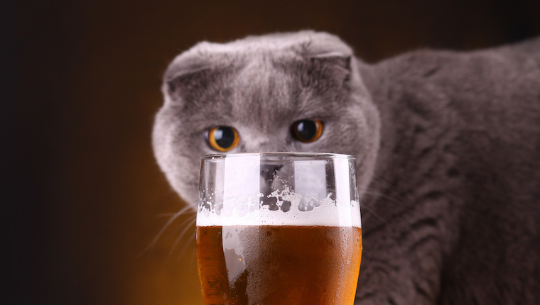 Celebrate Bartender Appreciation Day With These 5 Brewery Cats - CatTime