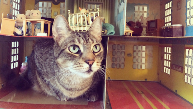 6 Fantastic Cat Houses From Around The World - CatTime