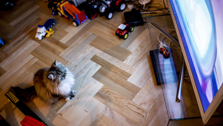 5 Streaming Shows To Entertain Your Cat - CatTime