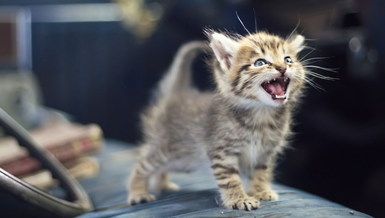 National Day Of Listening: Learn What These 6 Cat Sounds Mean [VIDEOS ...