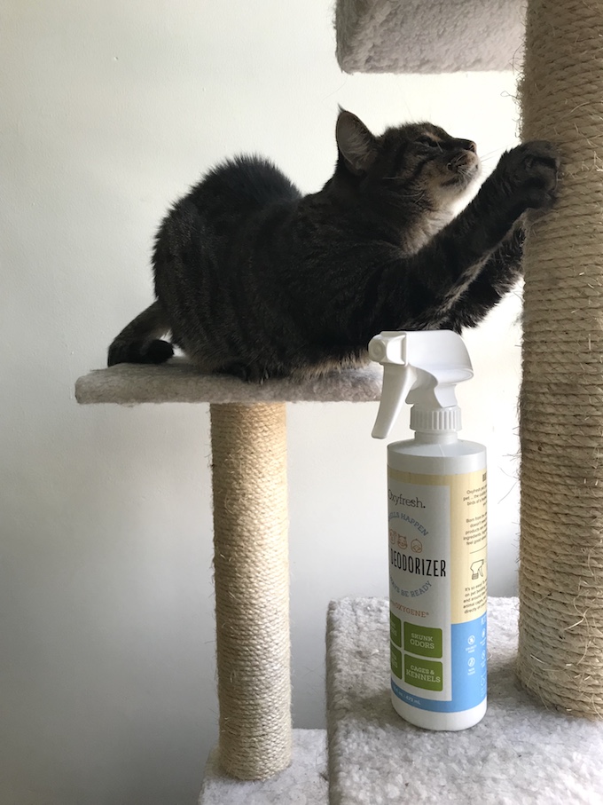 CatTime Review: Does Oxyfresh Pet Deodorizer Stop Litter Box Stink ...