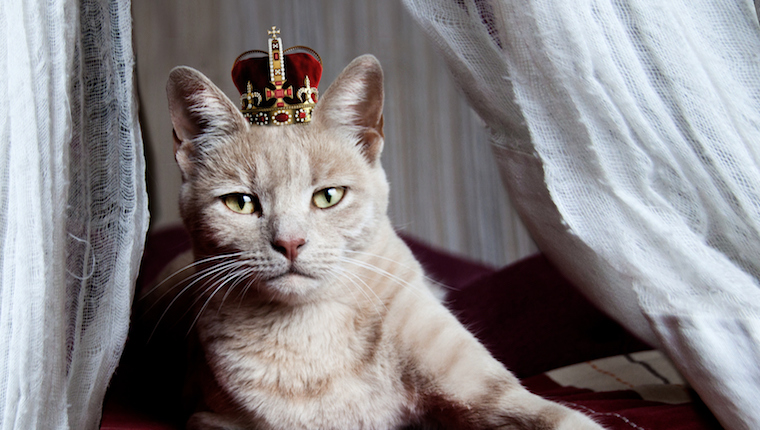 Start Your Own Country Day: 5 Ways Cats Would Run Their Own Country ...
