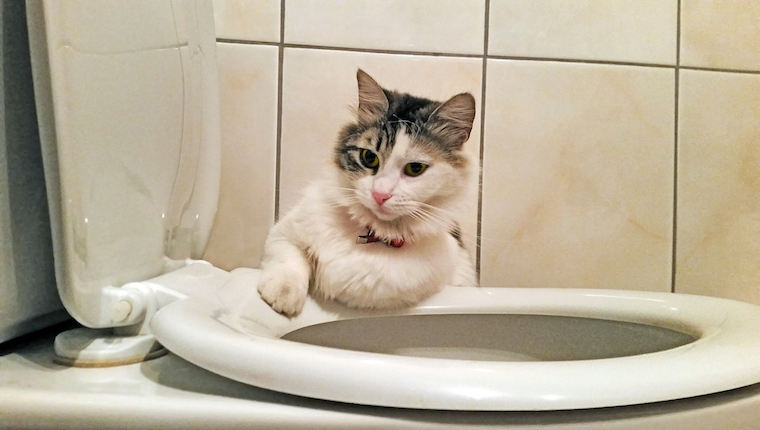 World Toilet Day: 6 Cats Messing With Your Toilet [VIDEOS] - CatTime