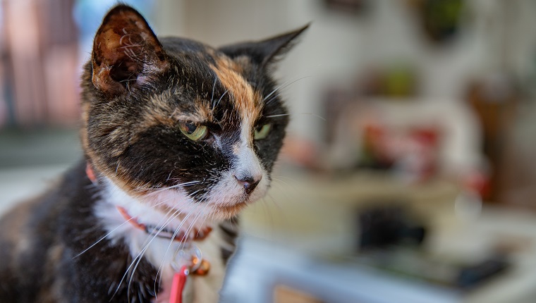 Why You Should Open Your Heart To A Senior Cat This November - CatTime