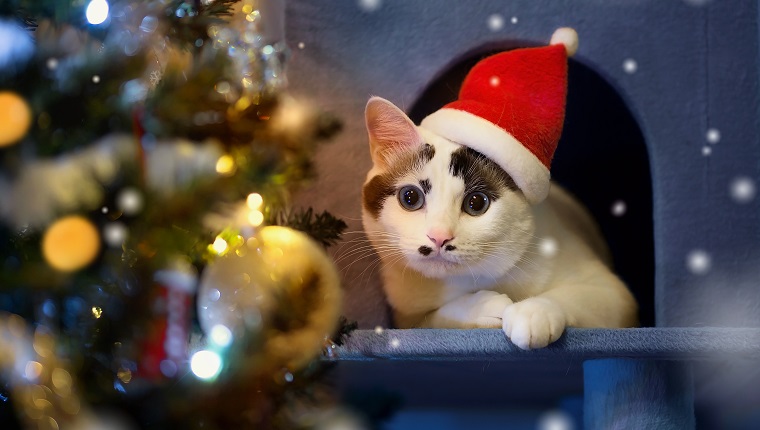 Deck The Paws With These 12 Cat-Inspired Christmas Decorations - CatTime