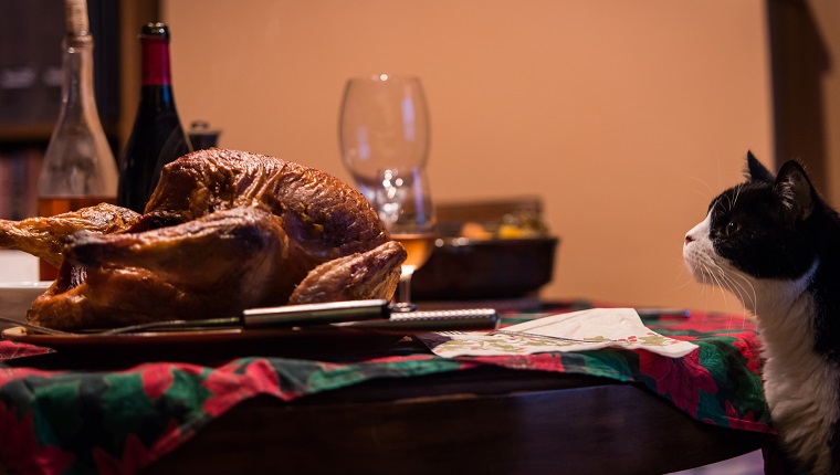 5 Thanksgiving Experiences That Cat Parents Are All Too Familiar With ...