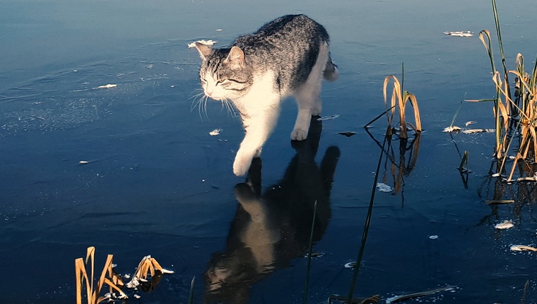 Daily Dose Of Cute: Cat Playing On Ice Will Warm Your Heart [VIDEO ...