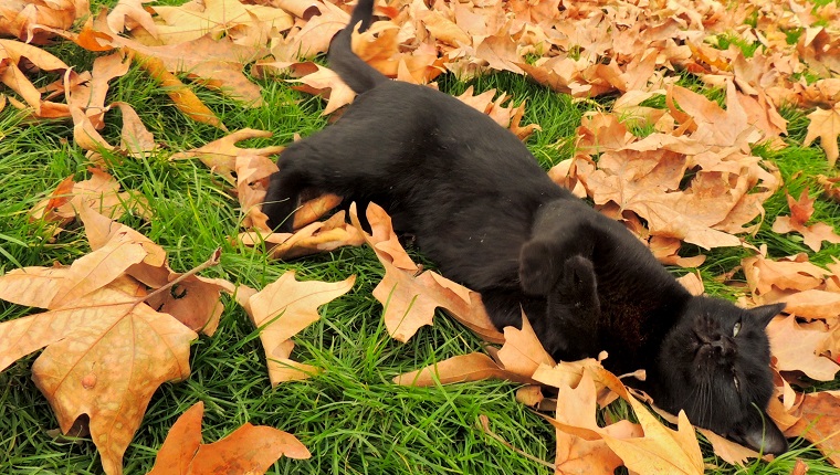 10 Cute Cats Enjoying The Fall Season [PICTURES] - CatTime