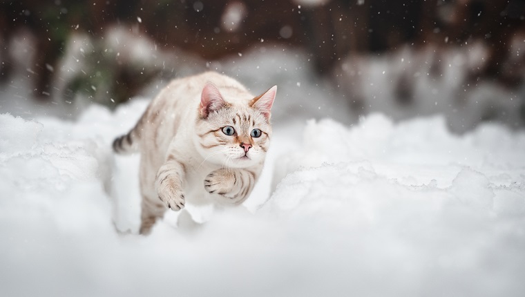 11 Cute, Cold-Weather Cats Loving The Snow [PICTURES] - CatTime