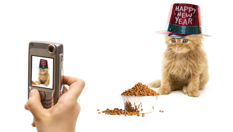 5 New Year's Resolutions Cats Will Absolutely Break - CatTime