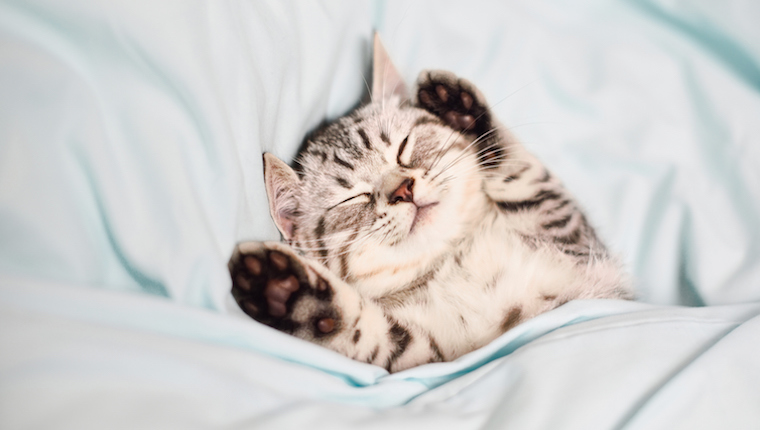 Festival Of Sleep Day: 5 Cats Sleeping In Hilarious Ways [VIDEOS] - CatTime