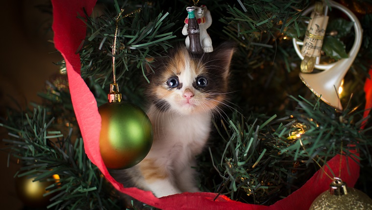 20 Cute Cats Posing For Their Christmas Cards [PICTURES] - CatTime