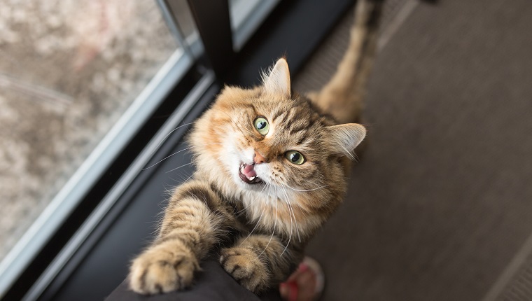 10 Things Your Cat Has Been Meaning To Tell You - CatTime