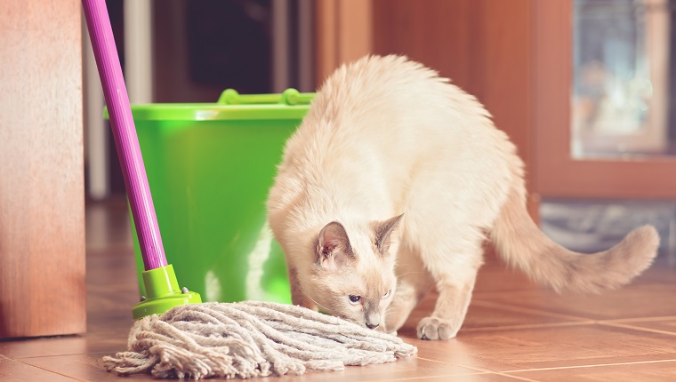 6 Of The Best Ways To Clean Cat Pee In Your Home - CatTime