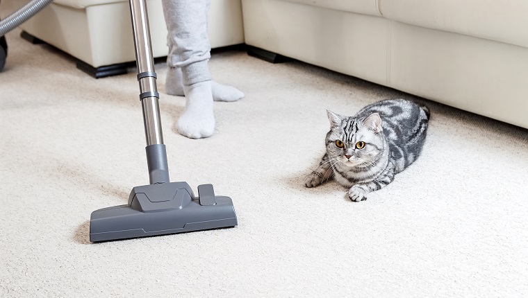 6 Of The Best Ways To Clean Cat Pee In Your Home - CatTime