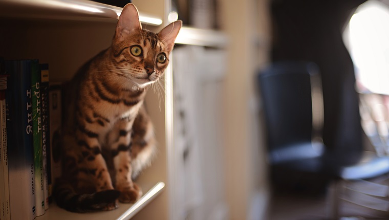 5 Easy Hacks To Make Your Home A Better Place For Your Cat - CatTime