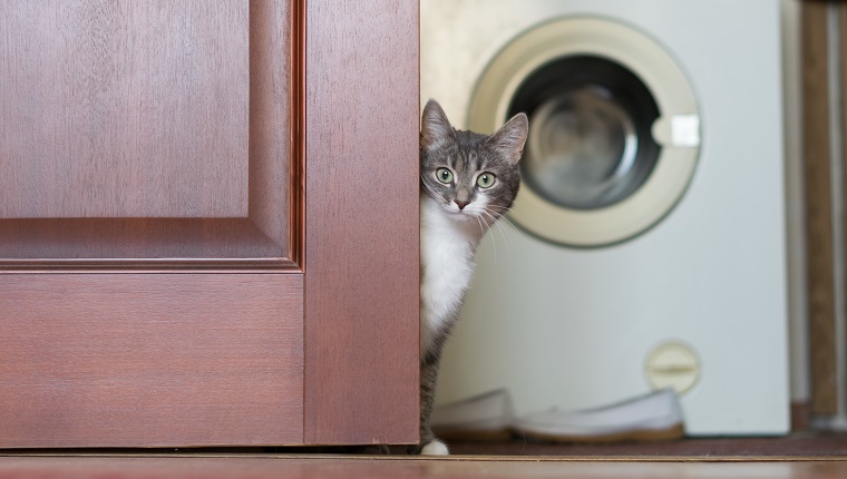7 Safety Tips For The Home When You Have A Cat - CatTime