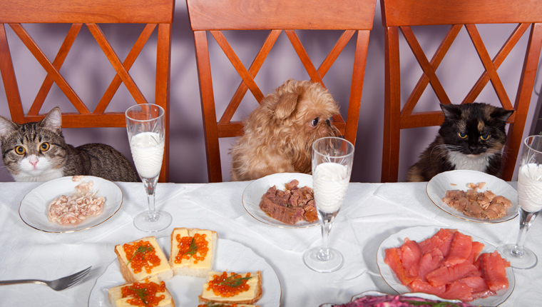National No One Eats Alone Day: 10 Cats Celebrating With Their Animal ...