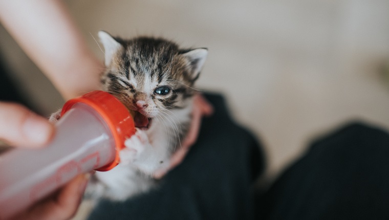 Change A Pet's Life Day: 8 Ways To Change A Cat’s Life On January 24th ...