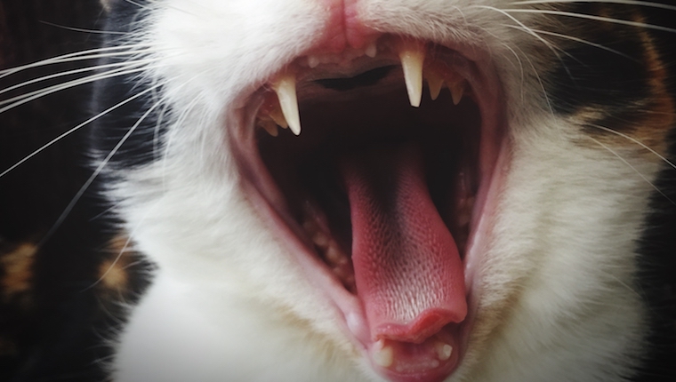 Periodontal (Gum) Disease In Cats: Symptoms, Treatment, & Prevention ...
