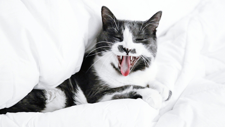 Periodontal (Gum) Disease In Cats: Symptoms, Treatment, & Prevention ...