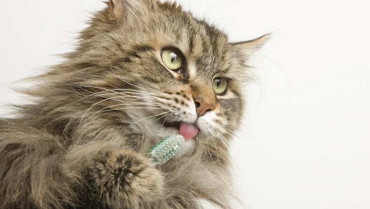 Periodontal (Gum) Disease In Cats: Symptoms, Treatment, & Prevention ...