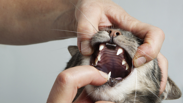 Periodontal (Gum) Disease In Cats: Symptoms, Treatment, & Prevention ...