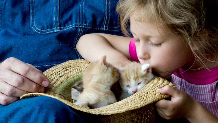 Kittens & What To Expect: 5 Essential Tips For When You Adopt - CatTime