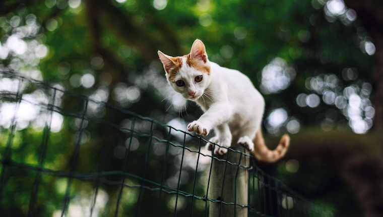 Pet Theft Awareness Day: 4 Tips To Keep Your Cat From Getting Stolen ...