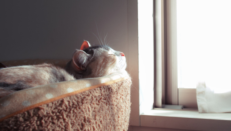 What Do Cat Sleeping Positions, Behaviors, & Patterns Mean? - CatTime