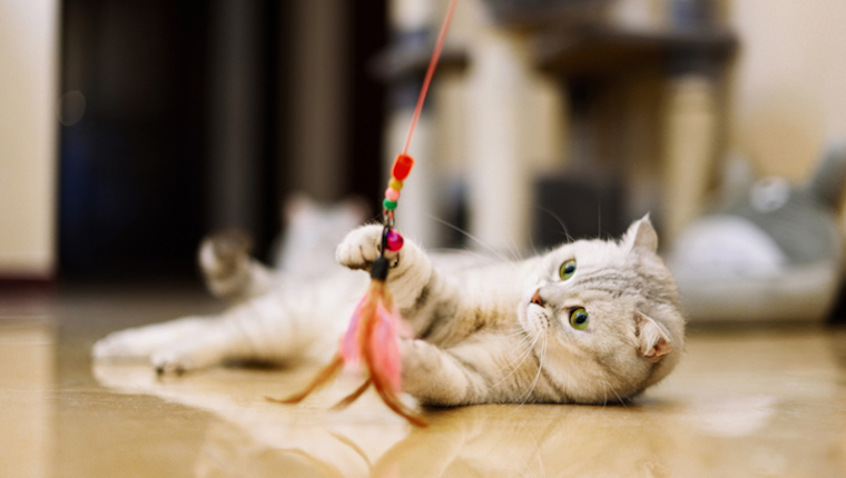 The Best Cat Toys: Check Out A Few Of Cat Parents' Favorites For Fun ...