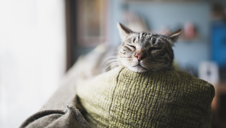What Do Cat Sleeping Positions, Behaviors, & Patterns Mean? - CatTime
