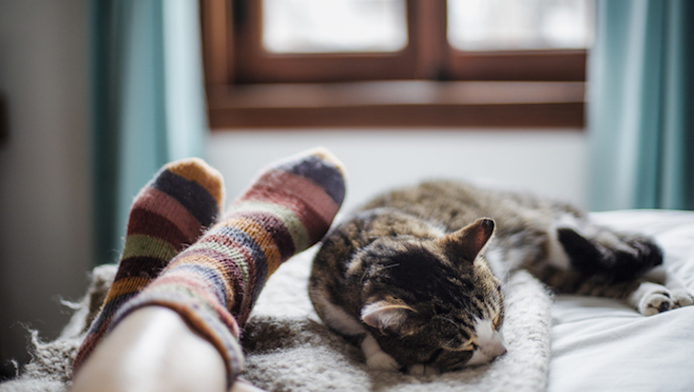 What Do Cat Sleeping Positions, Behaviors, & Patterns Mean? - CatTime