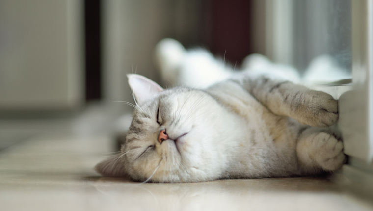 What Do Cat Sleeping Positions, Behaviors, & Patterns Mean? - CatTime