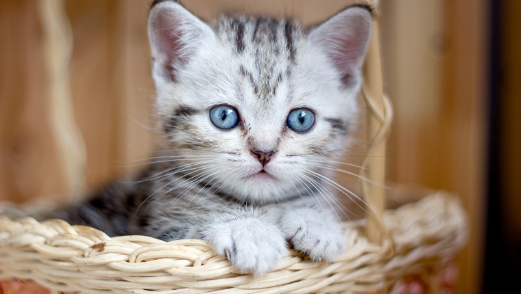 National Cuddly Kitten Day: 30 Cute Kittens Who Demand Cuddles ...
