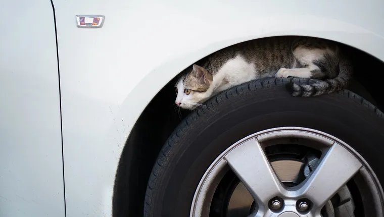6 Of The Most Common Preventable Cat Accidents & How To Avoid Them ...