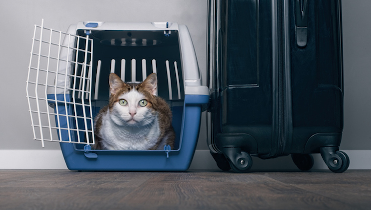 Cat Carriers: Which Kind Is Right For Your Cat? - CatTime