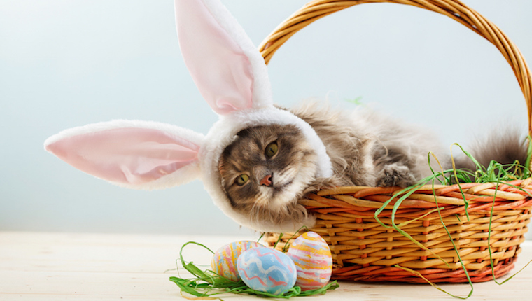 7 Cat-Themed Easter Basket Stuffers For Kitty Lovers - CatTime