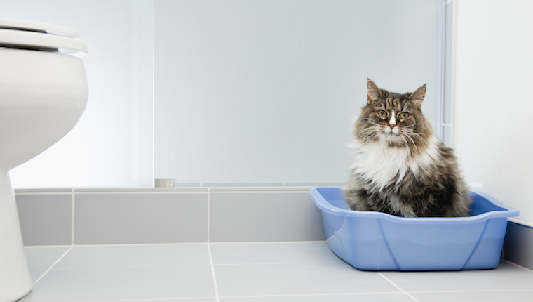 Blood In Cat's Urine: What It Means And How To Treat It - CatTime