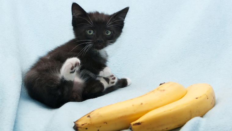 Banana Day: Can Cats Eat Bananas? - CatTime