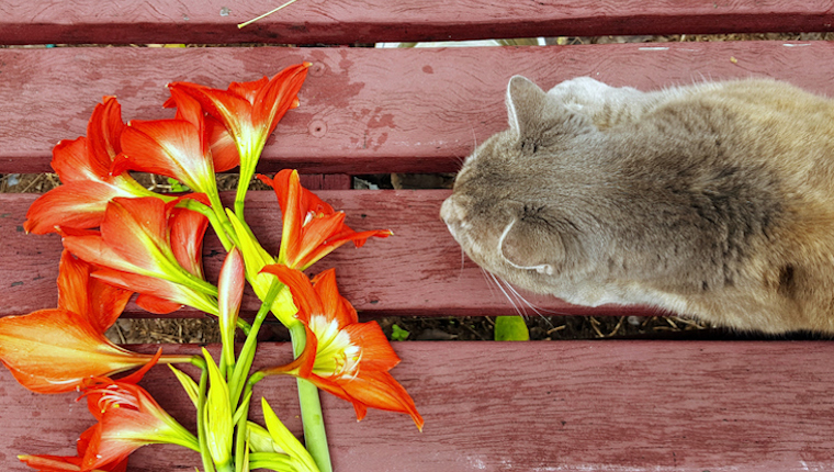Easter Safety: Lilies Are Dangerous For Cats! Here's What You Should ...