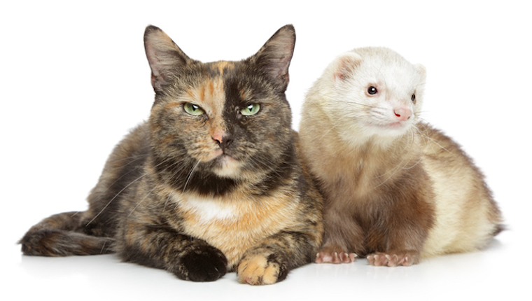 Adopt A Ferret Month: 5 Cute Videos Of Cats Playing With Ferret Friends ...