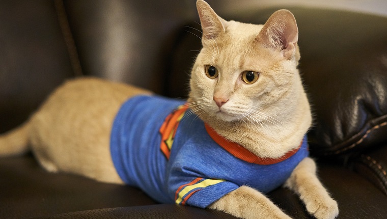 Heroic & Villainous Cat Names Inspired By DC Extended Universe Movies ...