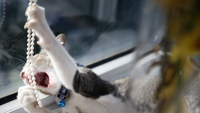 How To Keep Your Cat Safe From Cords, Wires, & Cables - CatTime