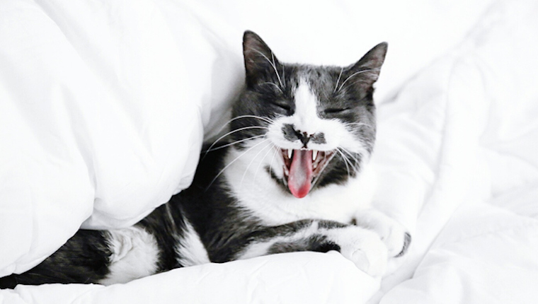 Cats & Cavities: Symptoms, Causes, & Treatments - CatTime